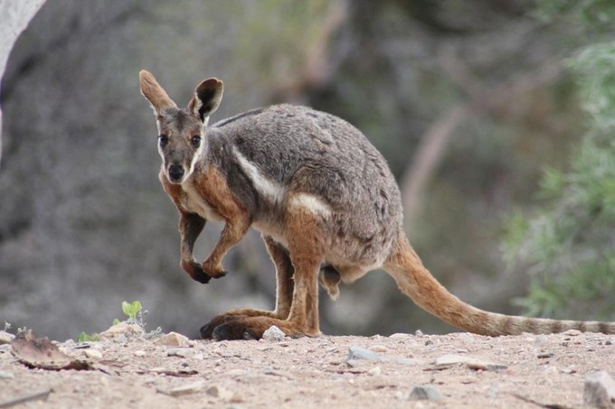 Adelaide To Flinders Ranges Road Trip | Scenic Highlights