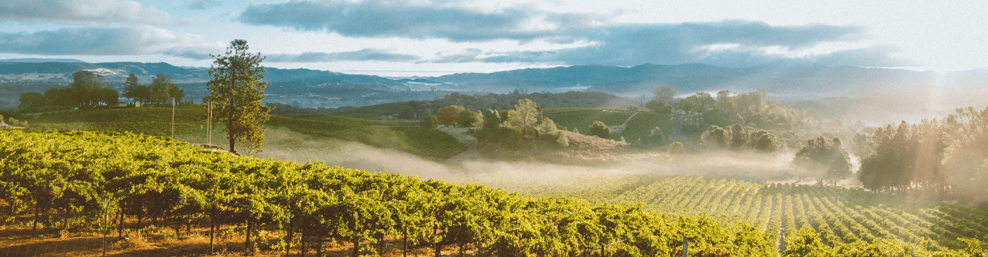 Visit CA: RV Road Trip Through Wine Country | Road Bear RV